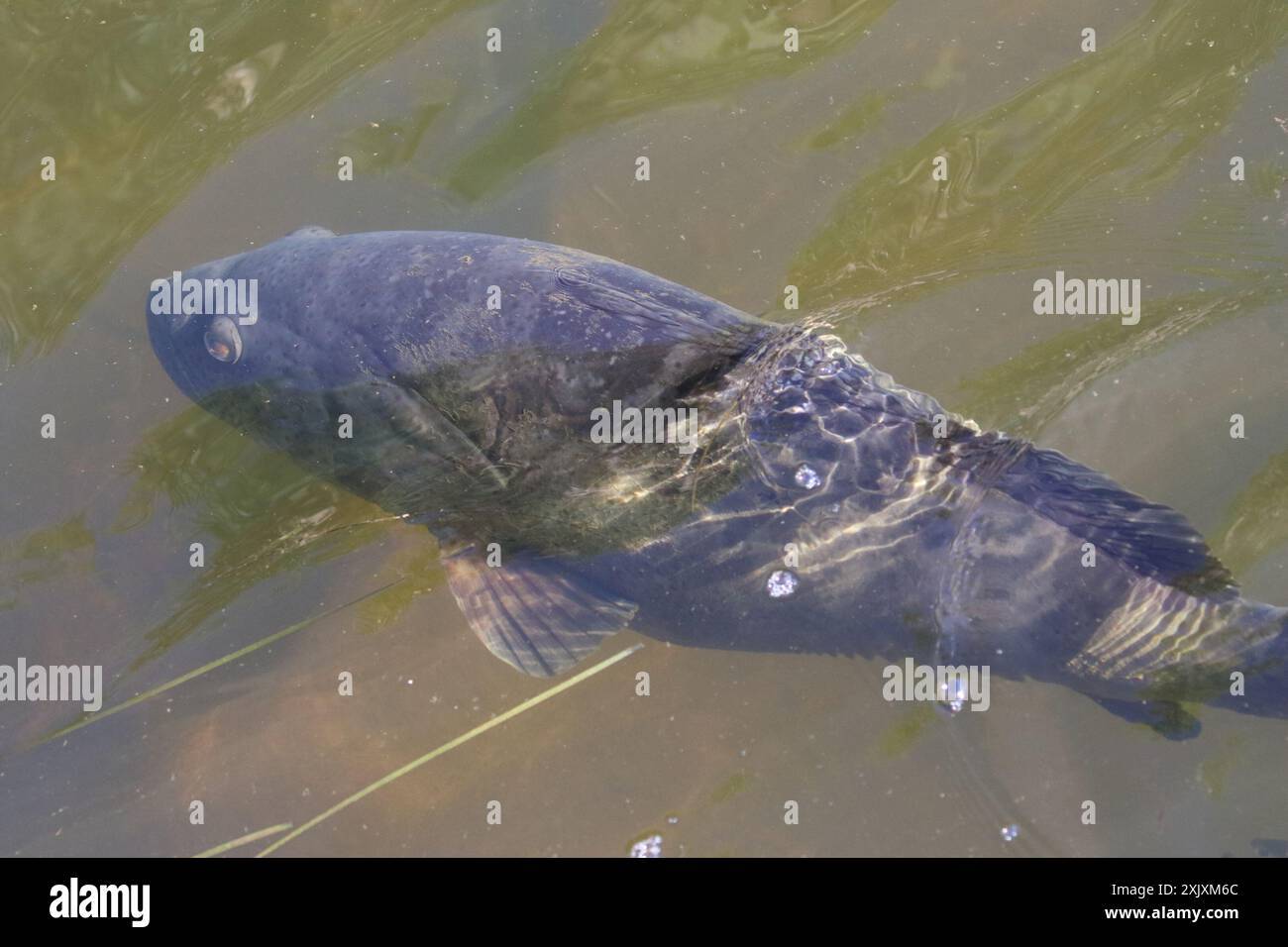 Goldspotted Rockcod (Epinephelus coioides) Actinopterygii Stock Photo ...