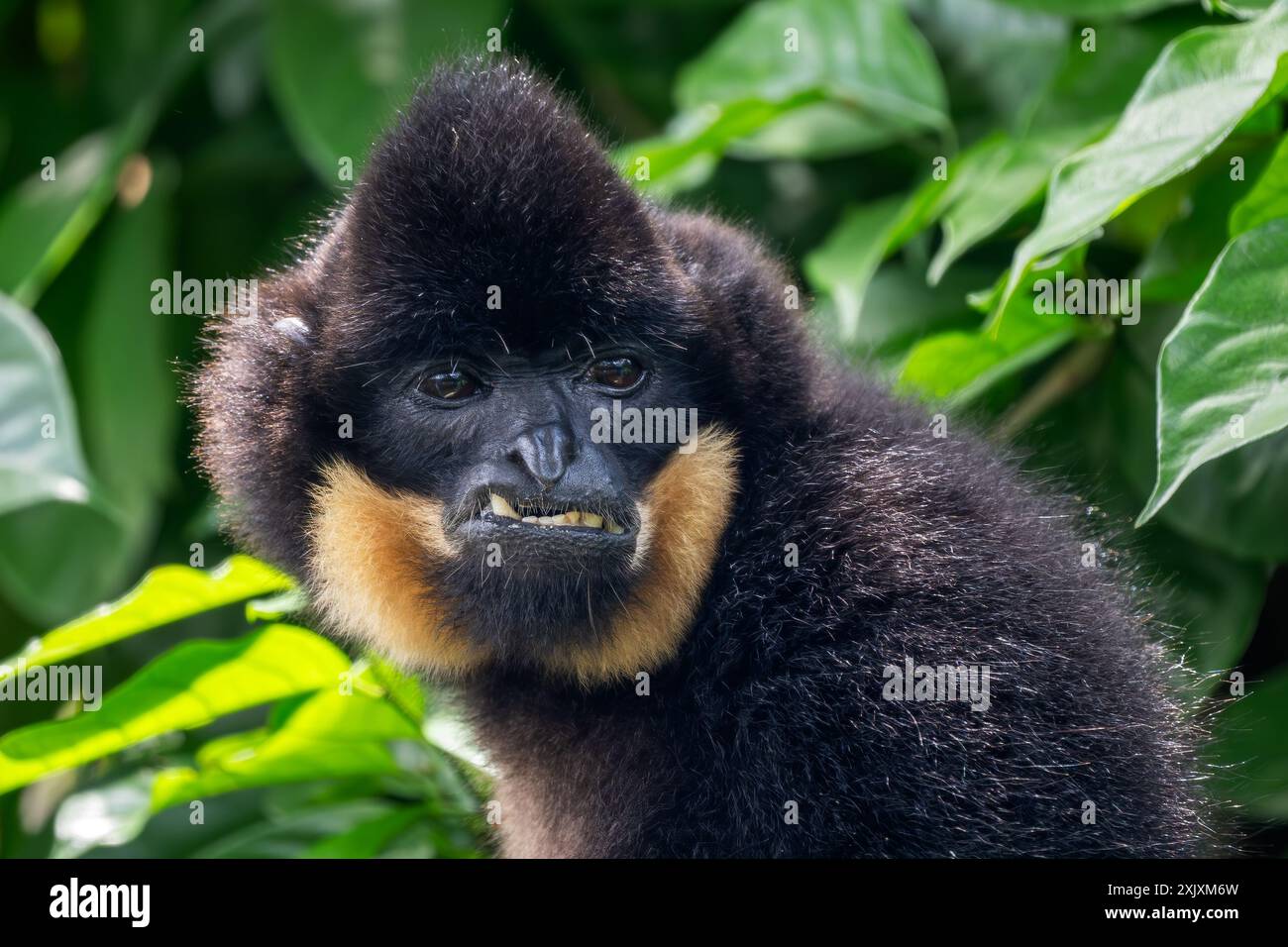 Southern Yellow-cheeked Crested Gibbon - Nomascus gabriellae, beautiful ...