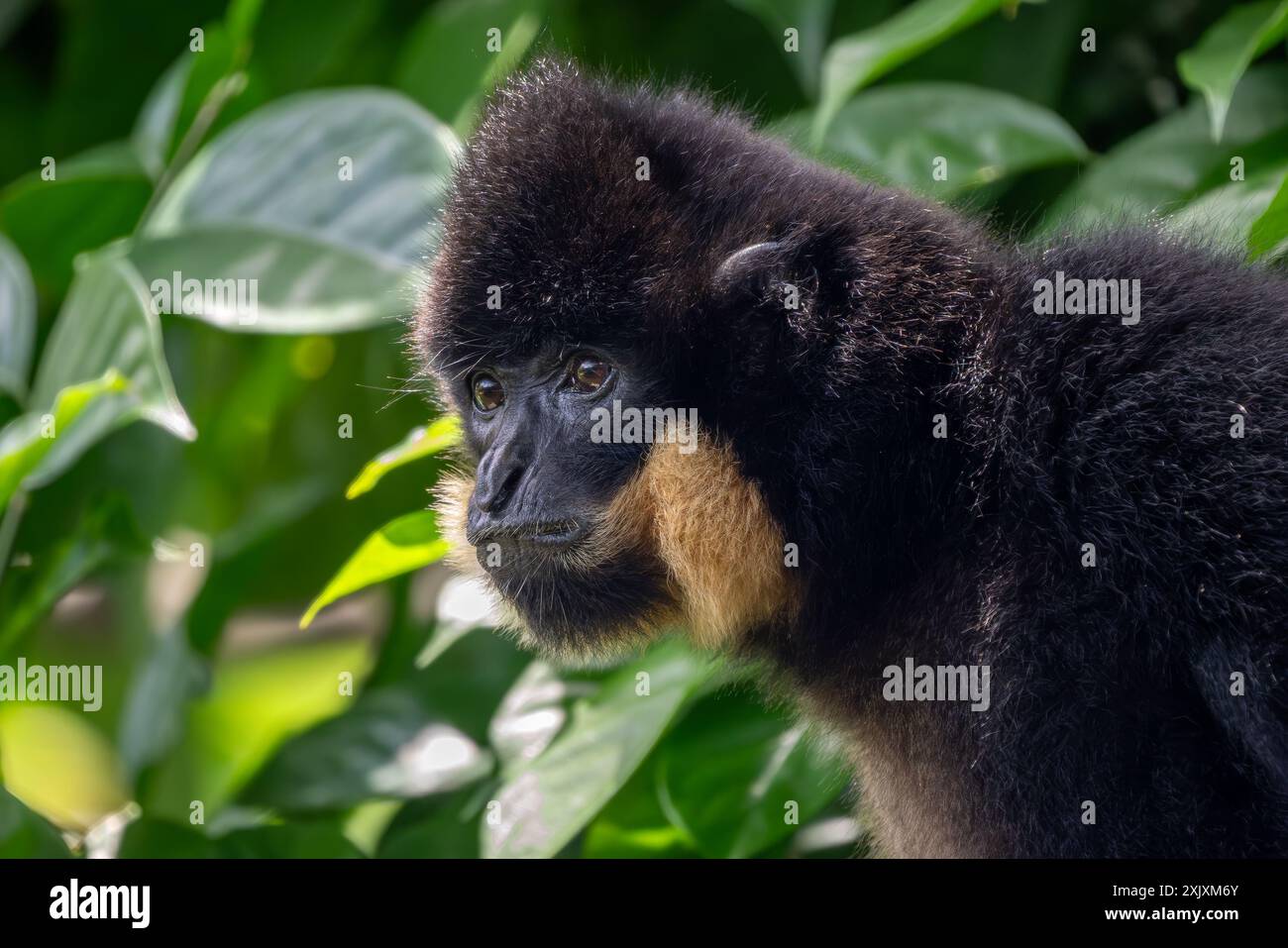 Southern Yellow-cheeked Crested Gibbon - Nomascus gabriellae, beautiful ...