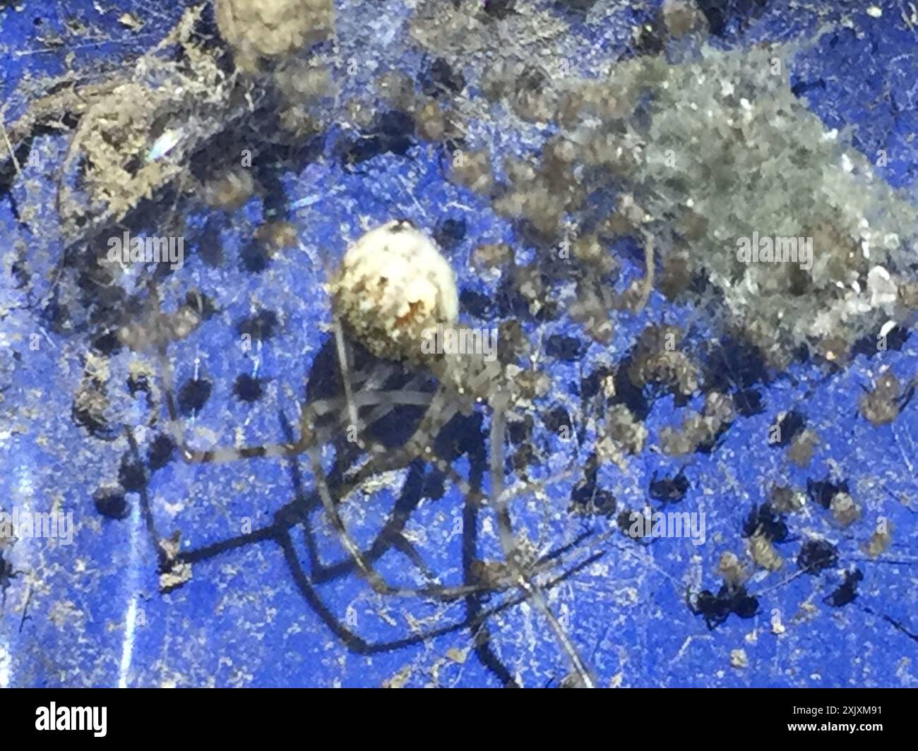 White porch spider hi-res stock photography and images - Alamy