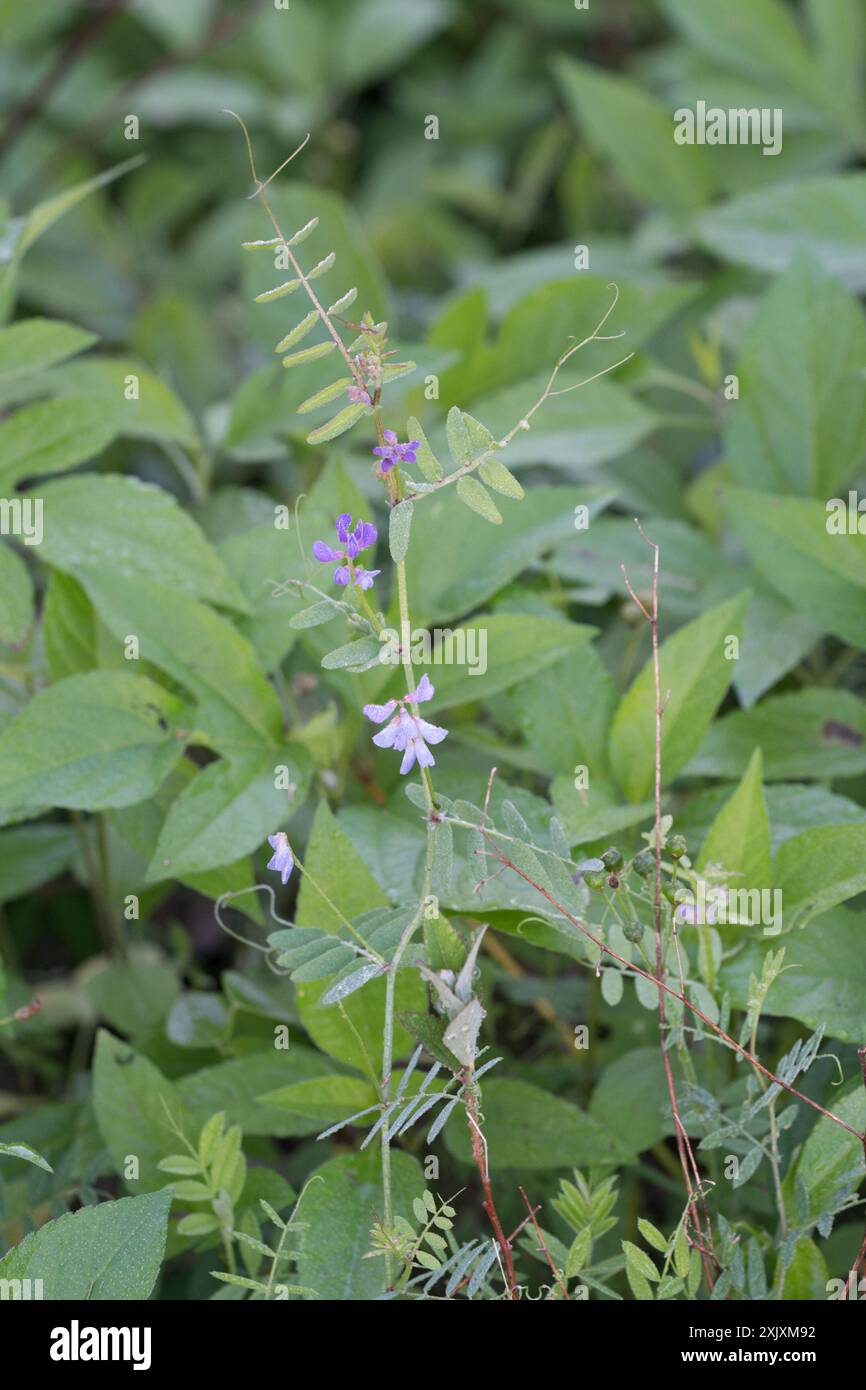 slender vetch (Vicia ludoviciana) Plantae Stock Photo - Alamy