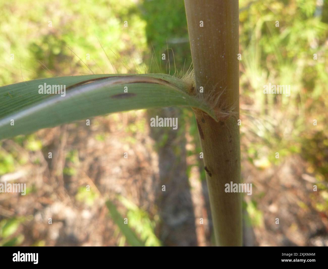 woolly beardgrass (Erianthus alopecuroides) Plantae Stock Photo - Alamy