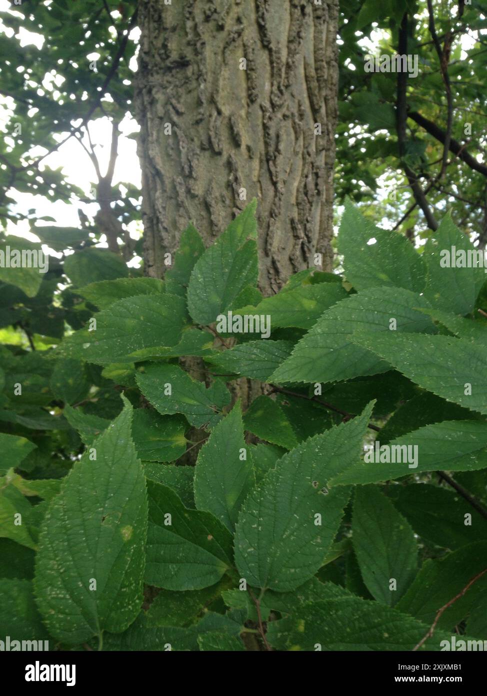 common hackberry (Celtis occidentalis) Plantae Stock Photo - Alamy
