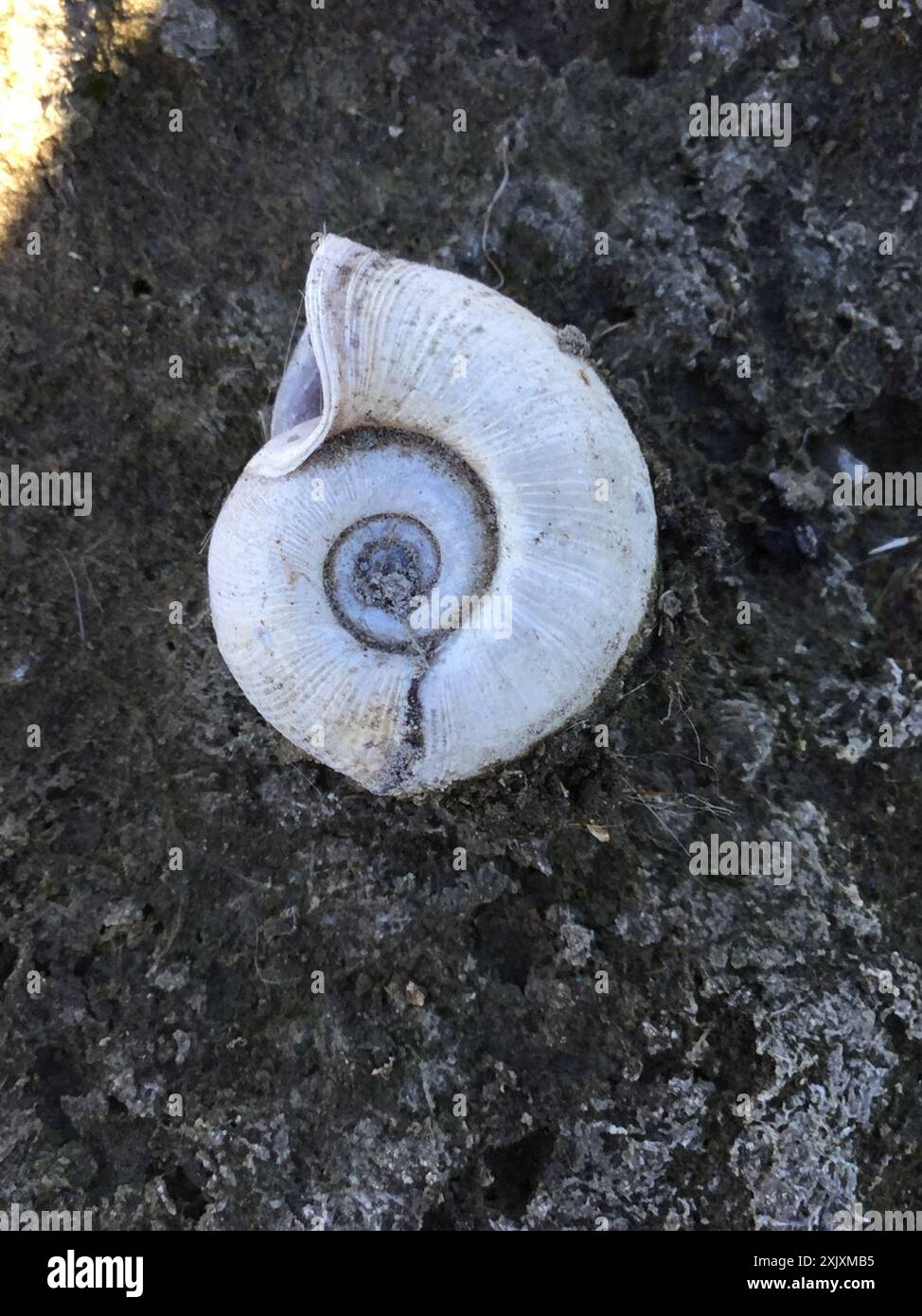 Ramshorn snails (Planorbidae) Mollusca Stock Photo - Alamy