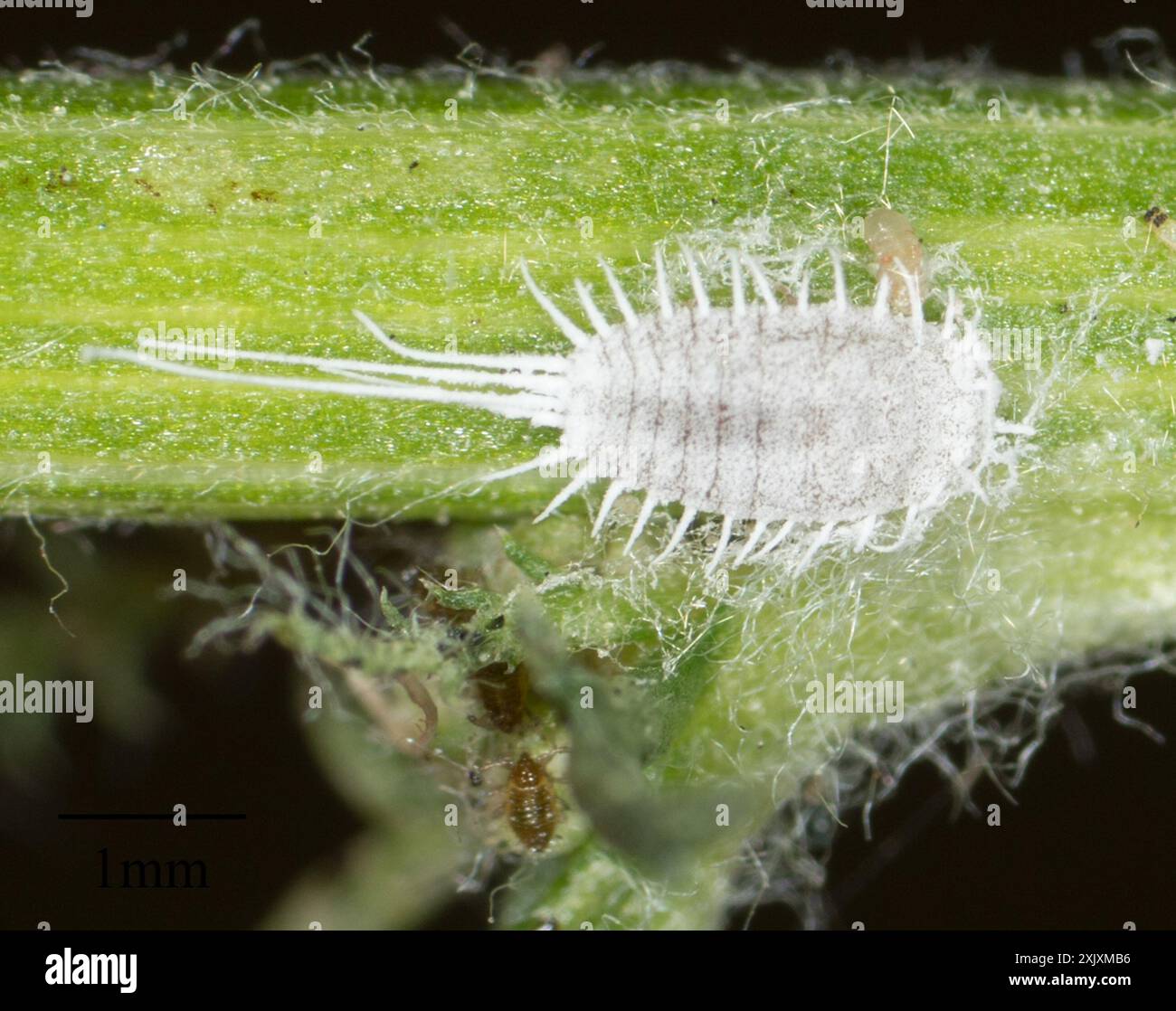 long-tailed mealybug (Pseudococcus longispinus) Insecta Stock Photo - Alamy