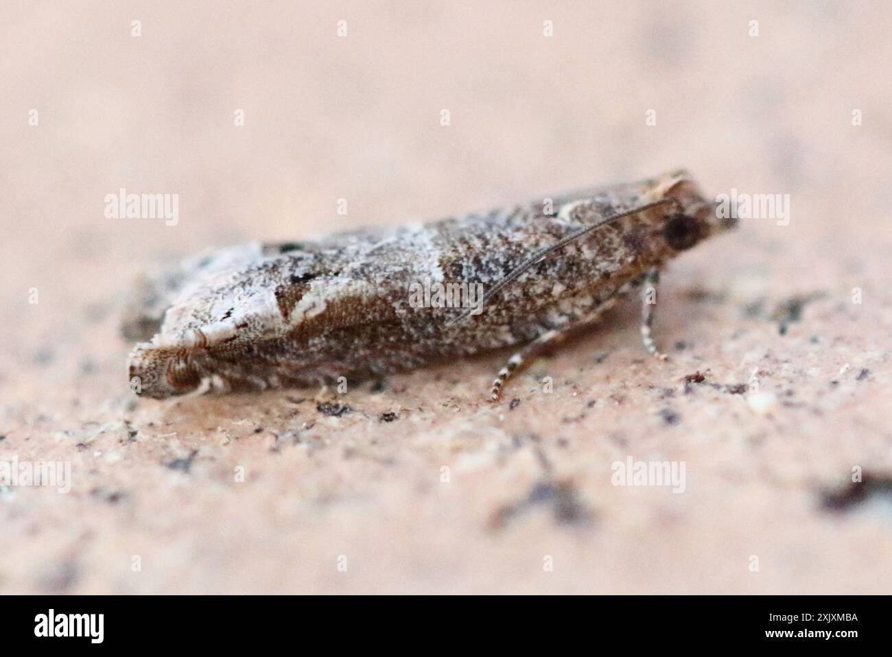 Cotton Tipworm Moth (Crocidosema plebejana) Insecta Stock Photo - Alamy