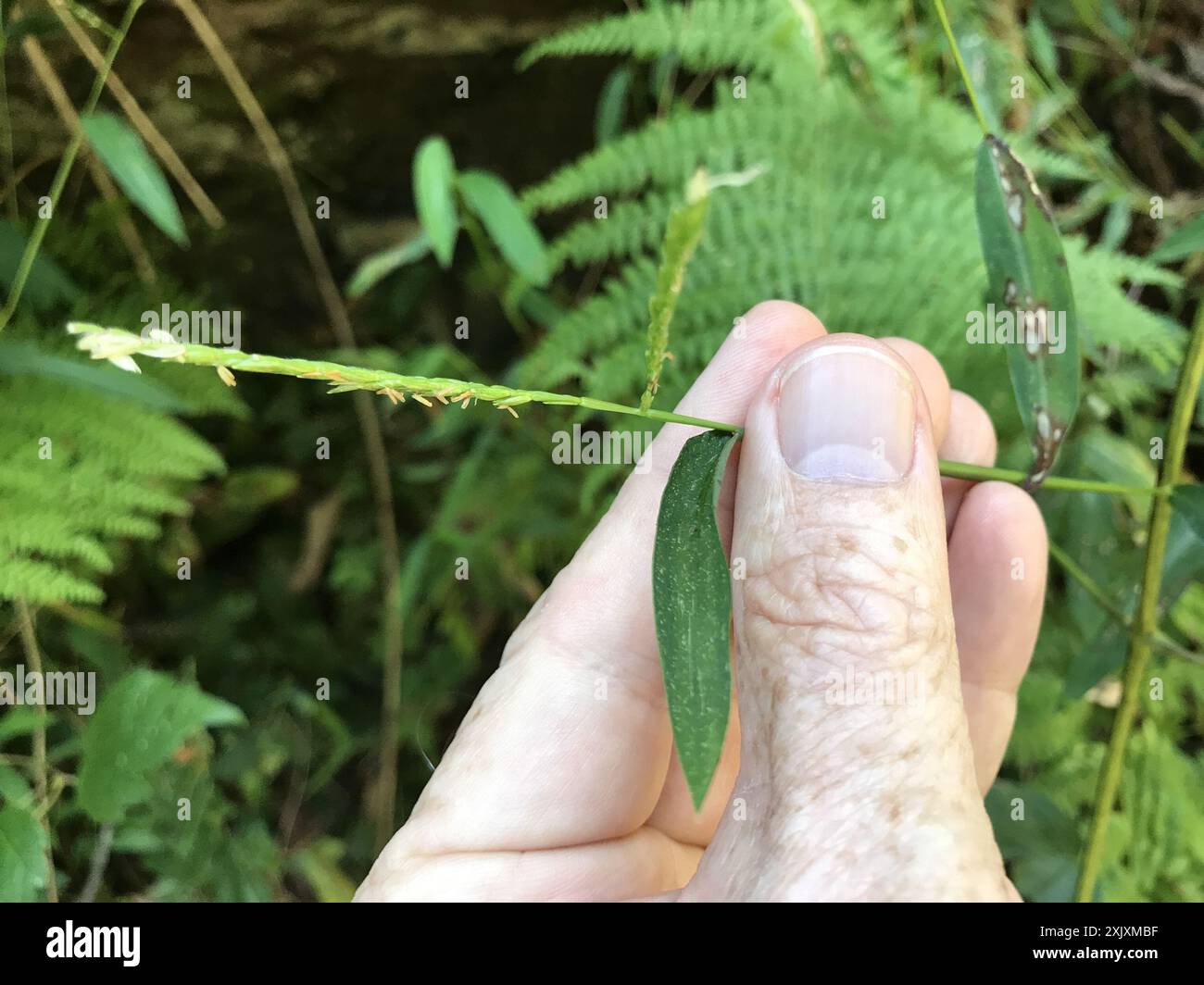 Japanese stiltgrass (Microstegium vimineum) Plantae Stock Photo - Alamy