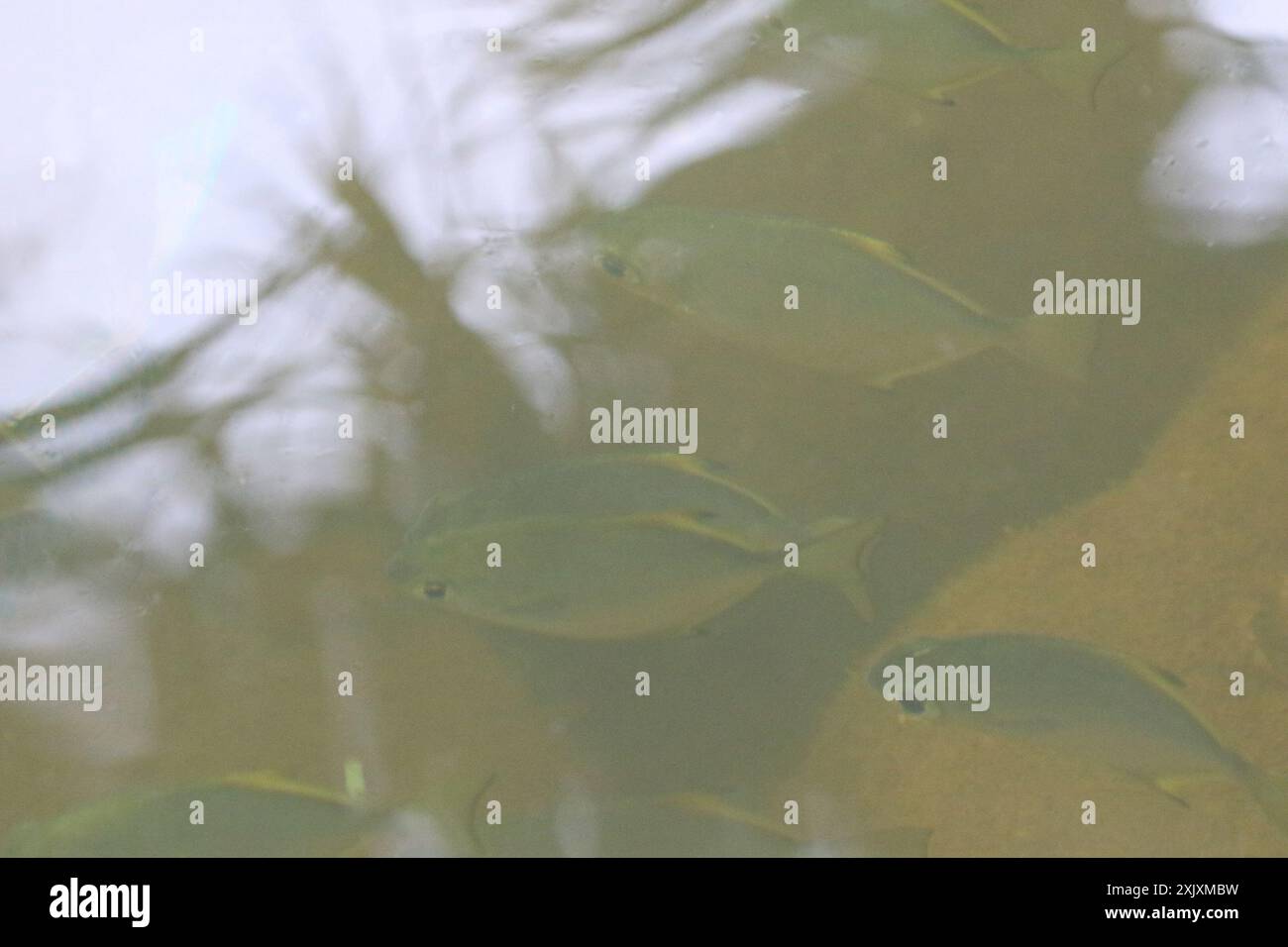 Diamondfish (Monodactylus argenteus) Actinopterygii Stock Photo - Alamy