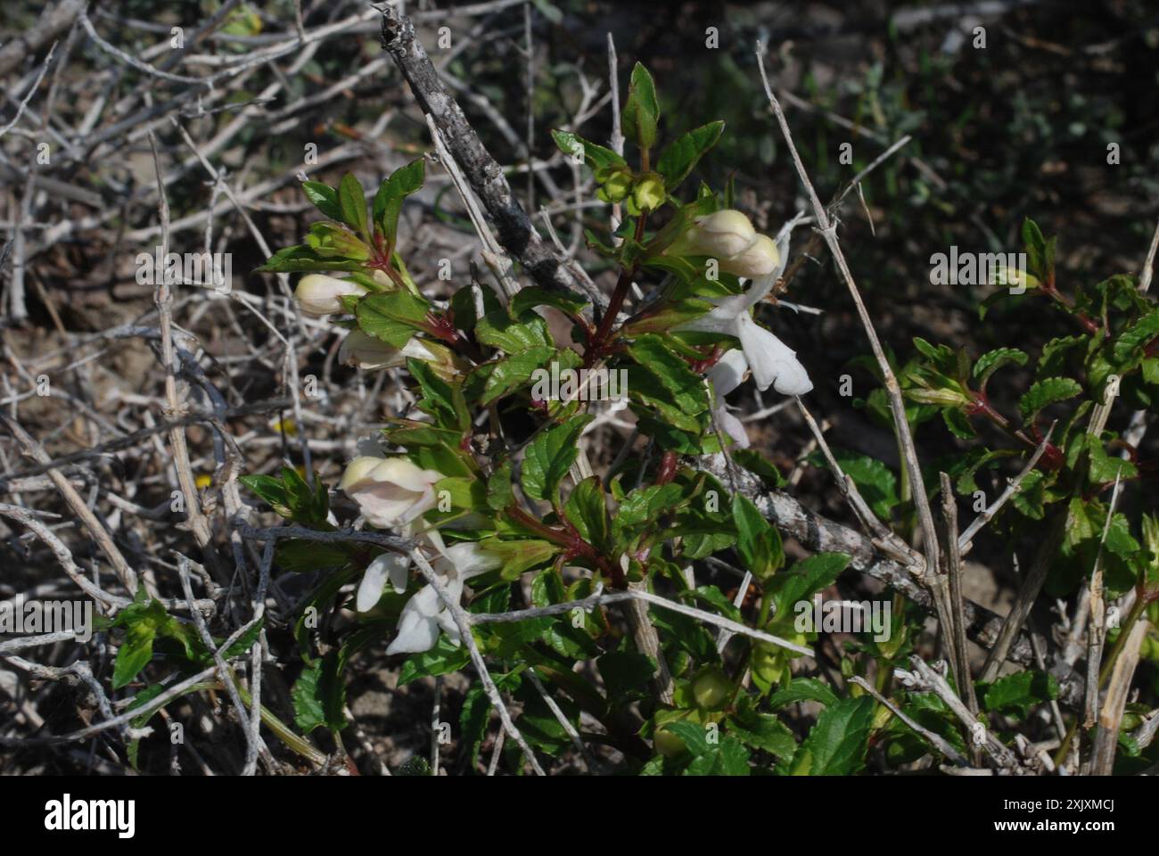 White Hedge-nettle (Prasium majus) Plantae Stock Photo - Alamy