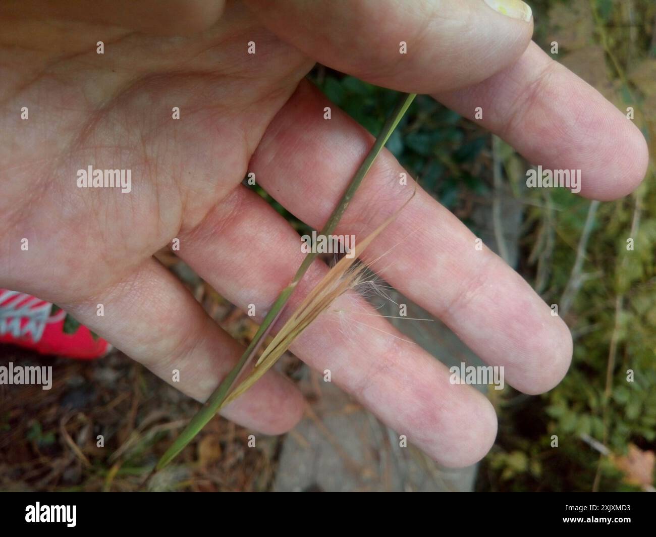 grasses (Poaceae) Plantae Stock Photo - Alamy