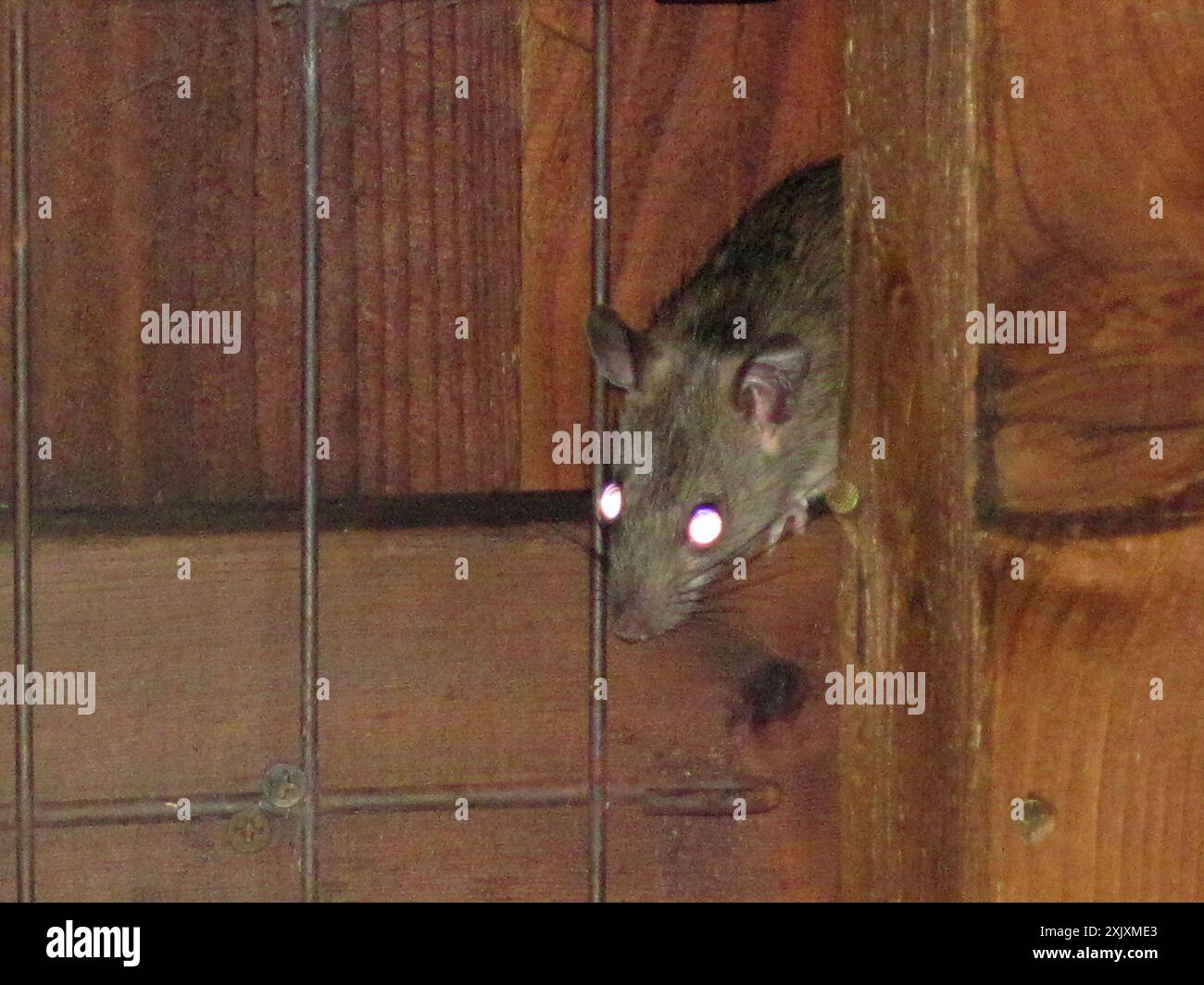 Old World Mice and Rats (Muridae) Mammalia Stock Photo - Alamy