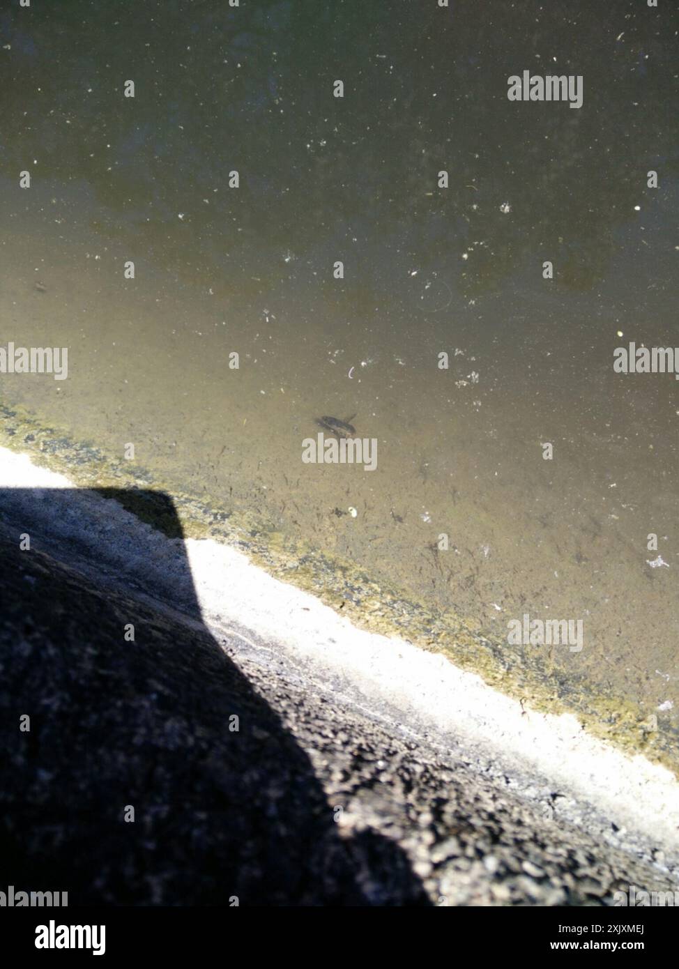 Water Boatmen (Corixidae) Insecta Stock Photo - Alamy