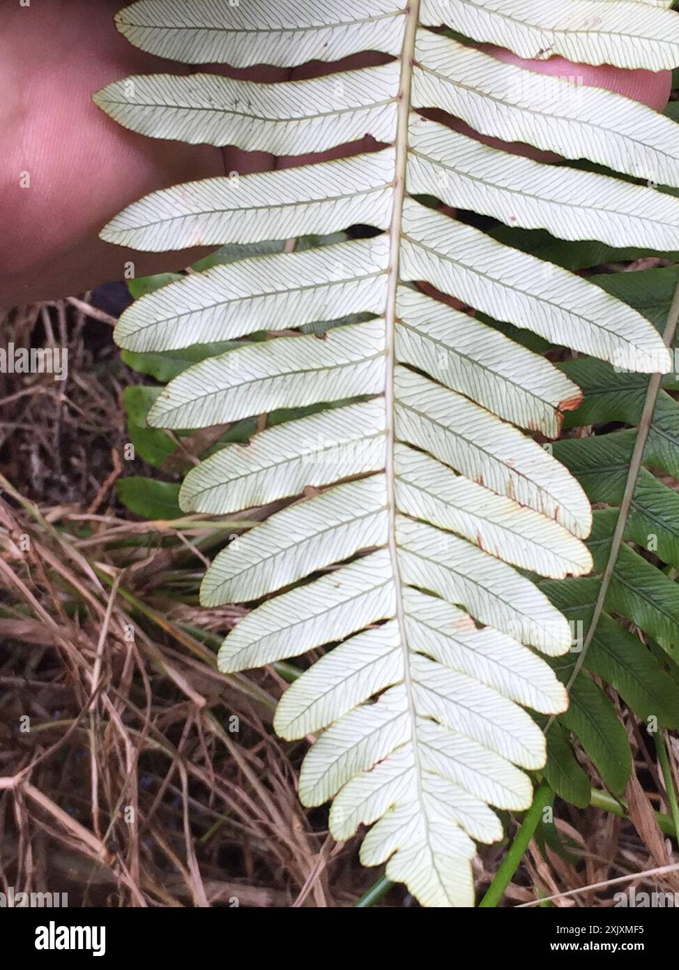 Lomaria discolor hi-res stock photography and images - Alamy
