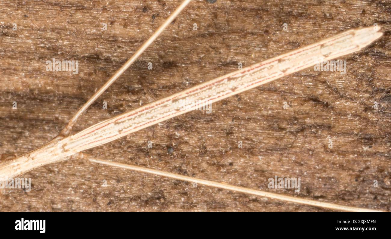 Thread-legged Bugs (Emesinae) Insecta Stock Photo - Alamy
