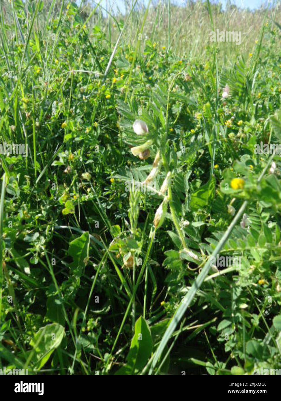 Hairy Yellow-vetch (Vicia hybrida) Plantae Stock Photo - Alamy