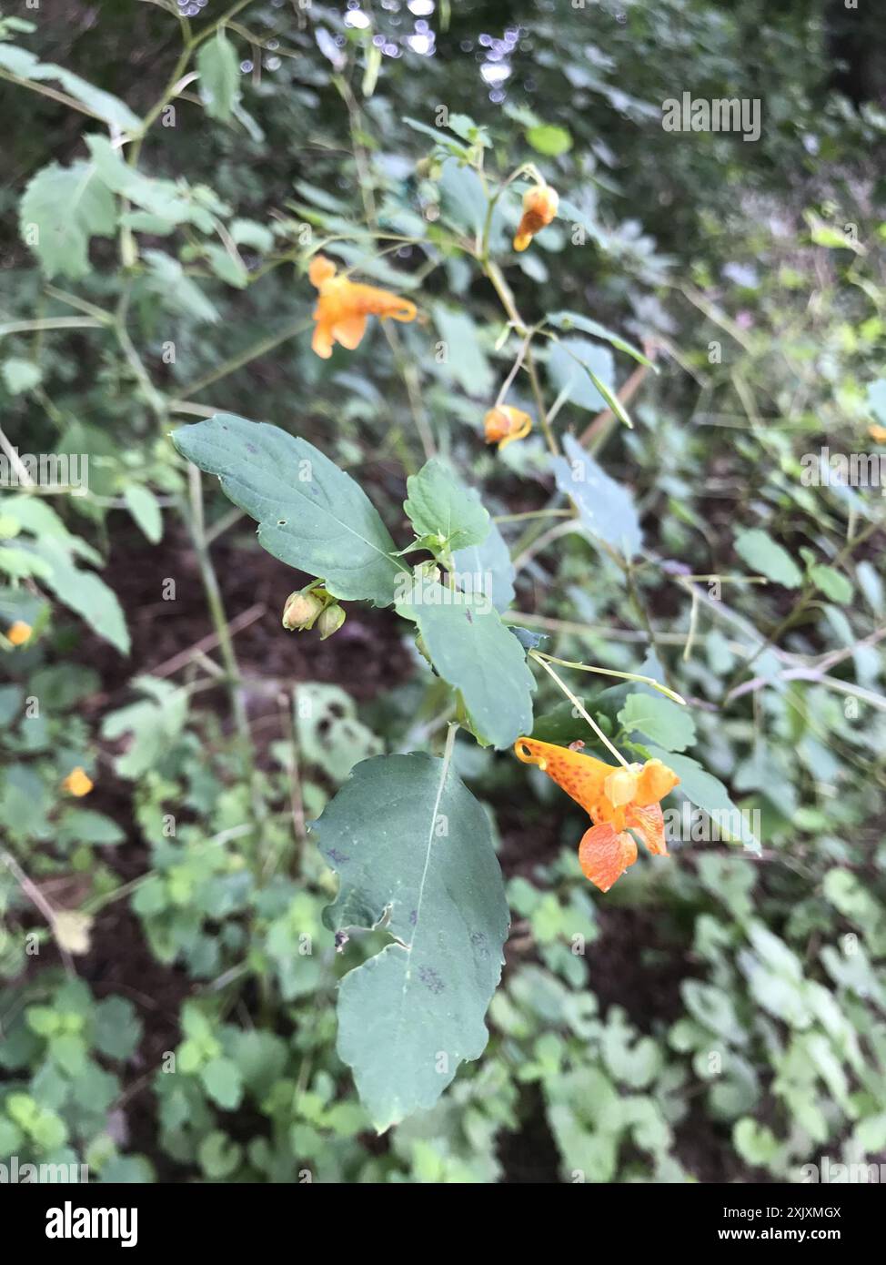 common jewelweed (Impatiens capensis) Plantae Stock Photo - Alamy