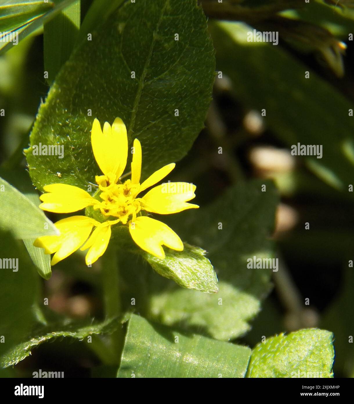 straggler daisy (Calyptocarpus vialis) Plantae Stock Photo - Alamy