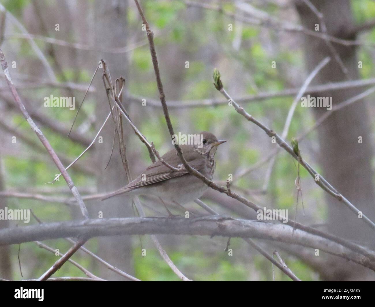Gray-cheeked Thrush (Catharus minimus) Aves Stock Photo - Alamy