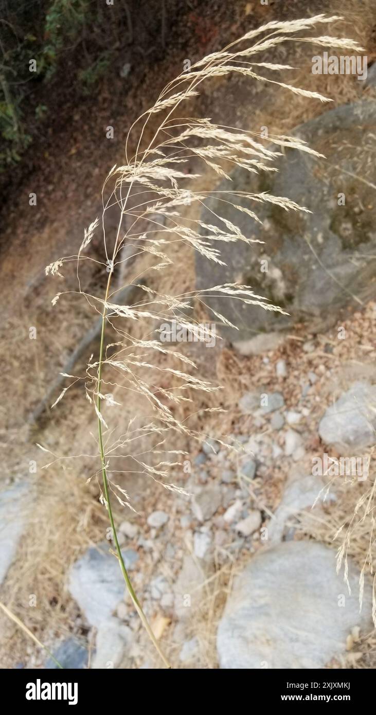 Smilo Grass (Oloptum miliaceum) Plantae Stock Photo - Alamy