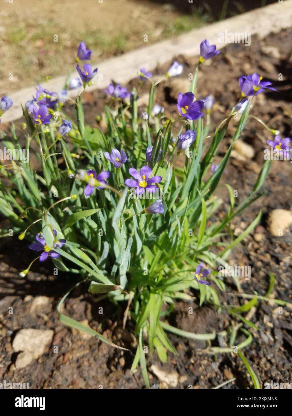 blue-eyed grasses (Sisyrinchium) Plantae Stock Photo - Alamy
