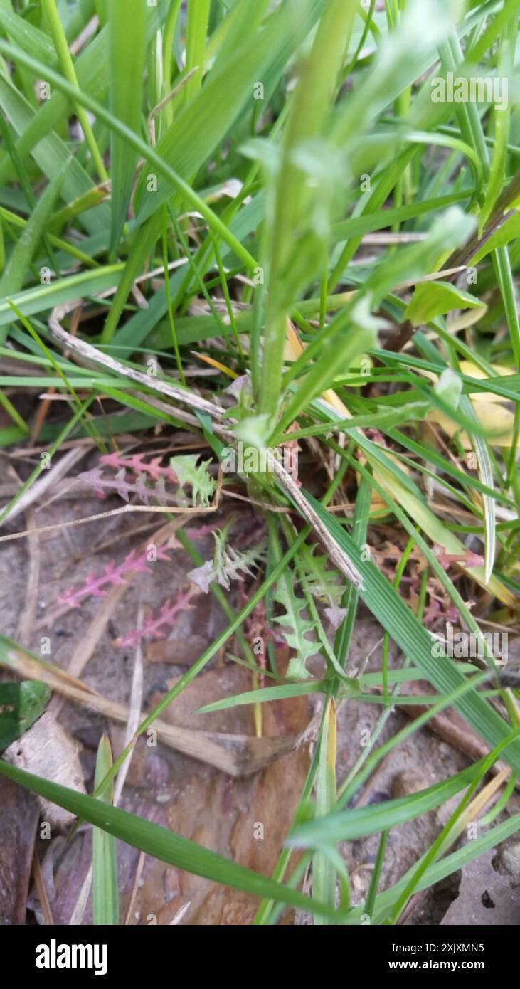 Spreading Wallflower (Erysimum repandum) Plantae Stock Photo - Alamy