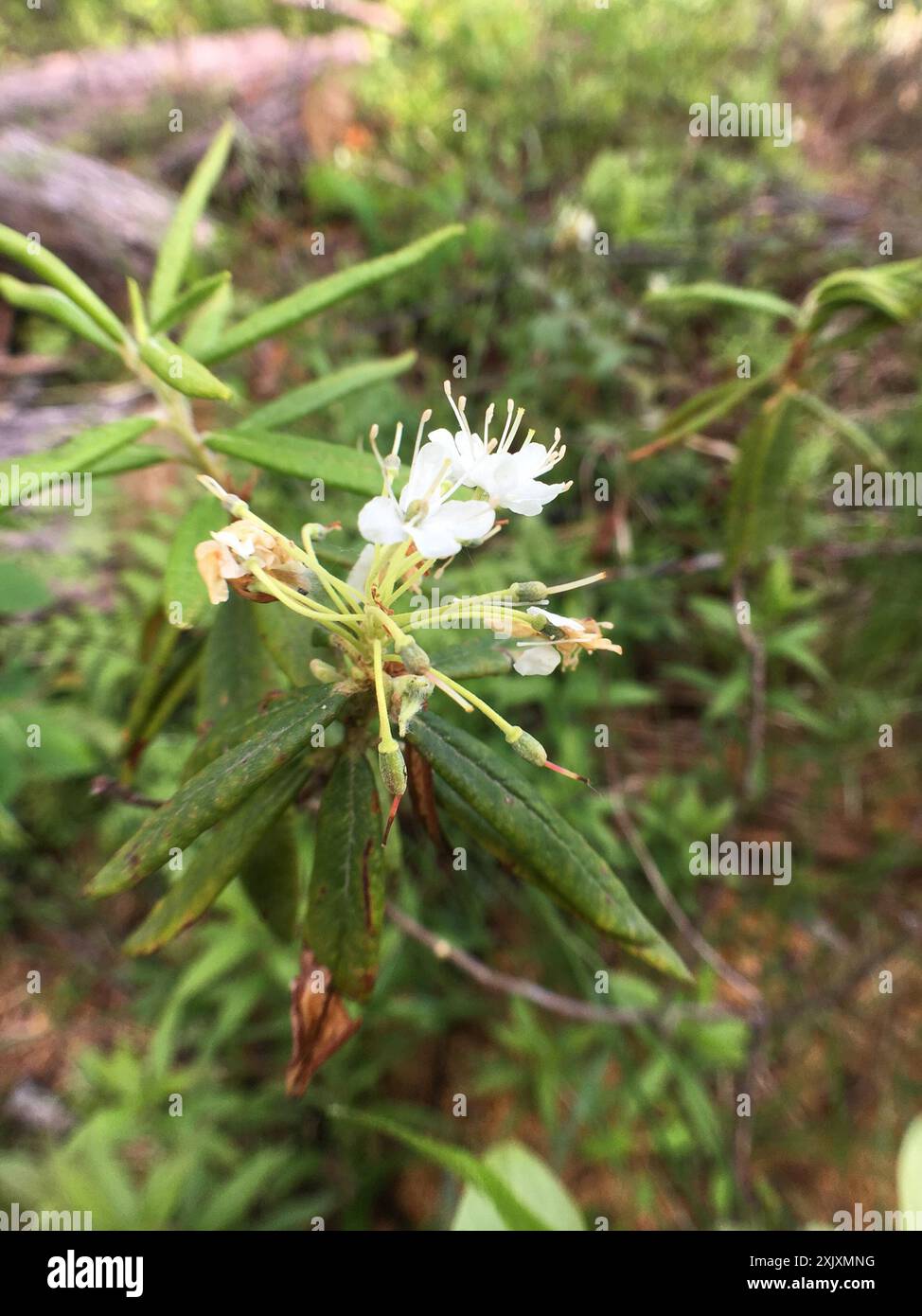 Bog Labrador Tea (Rhododendron groenlandicum) Plantae Stock Photo - Alamy