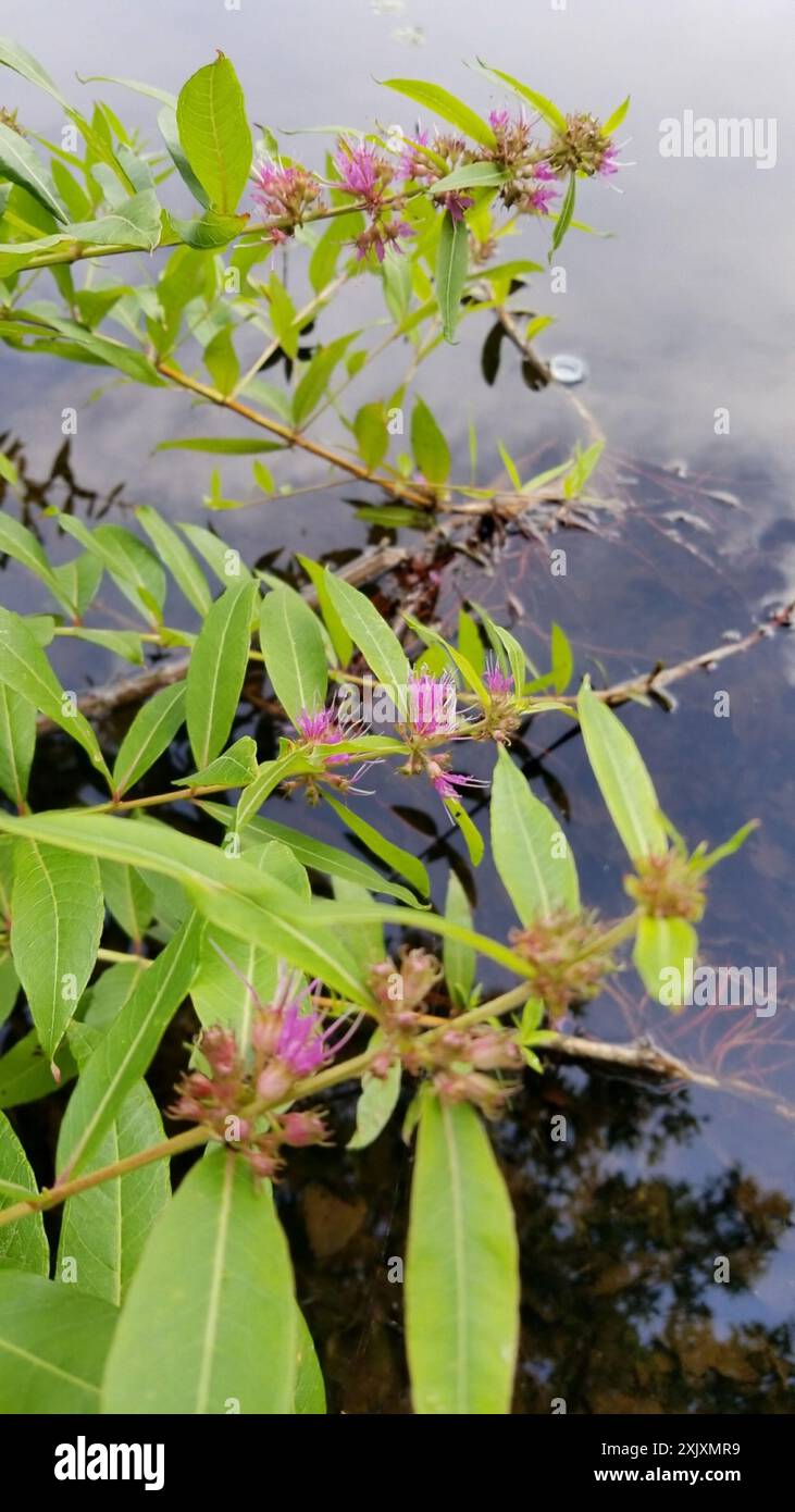 swamp loosestrife (Decodon verticillatus) Plantae Stock Photo - Alamy
