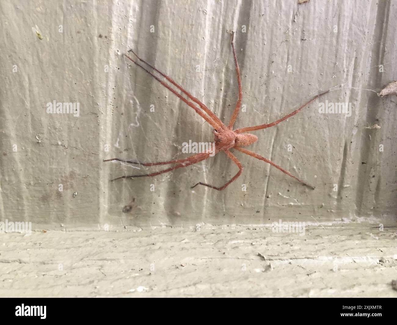 American Nursery Web Spider (Pisaurina mira) Arachnida Stock Photo - Alamy