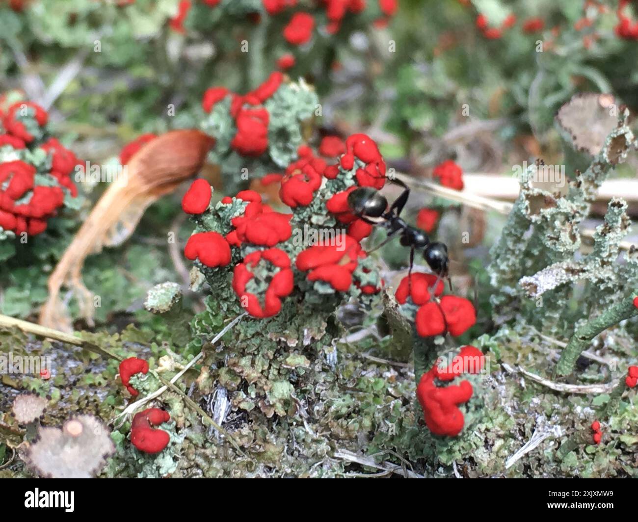 fusca-group Field Ants and Allies (Formica fusca) Insecta Stock Photo ...