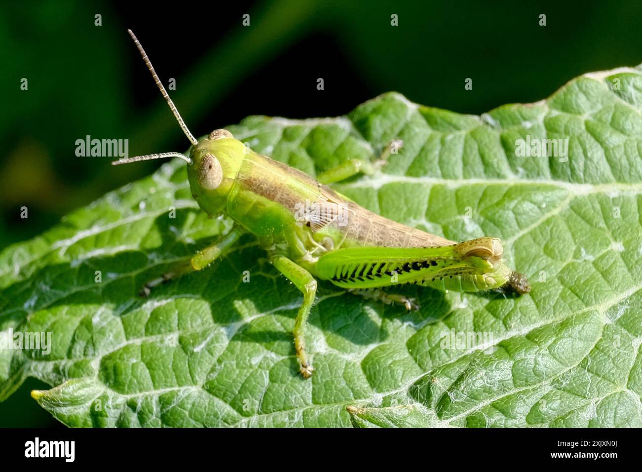 North American Spur-throated Grasshoppers (Melanoplus) Insecta Stock ...