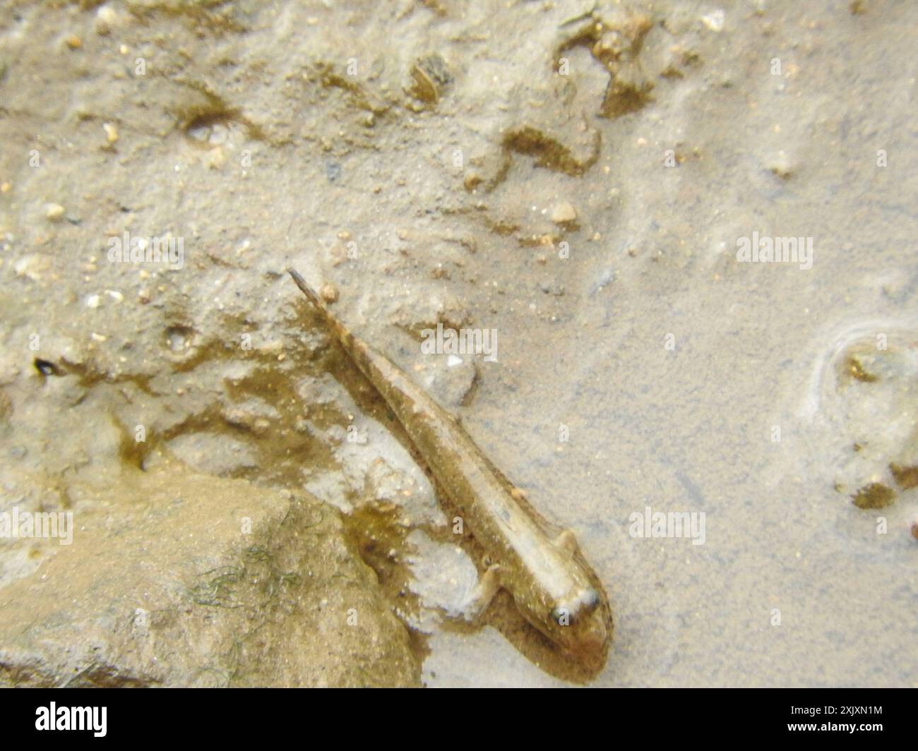 Atlantic Mudskipper (Periophthalmus barbarus) Actinopterygii Stock ...