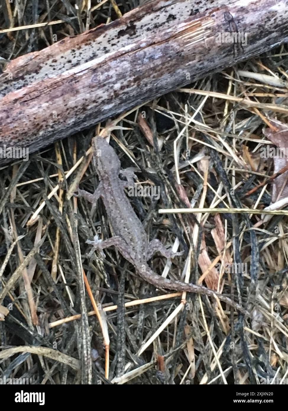 Asian House Gecko (Hemidactylus frenatus) Reptilia Stock Photo - Alamy