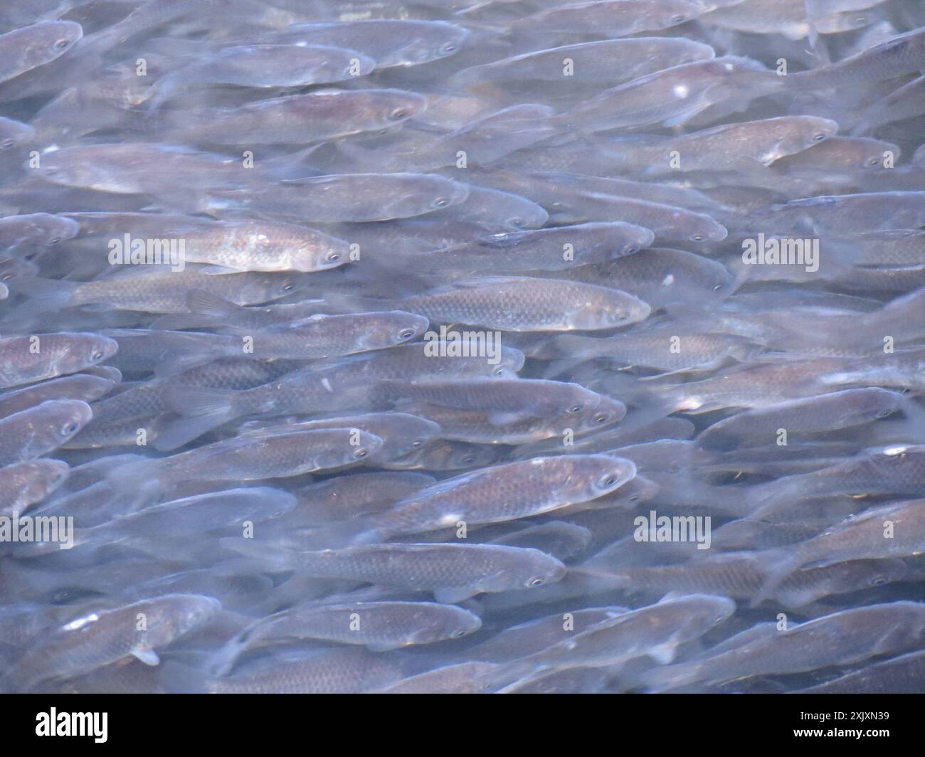 Typical carps hi-res stock photography and images - Alamy