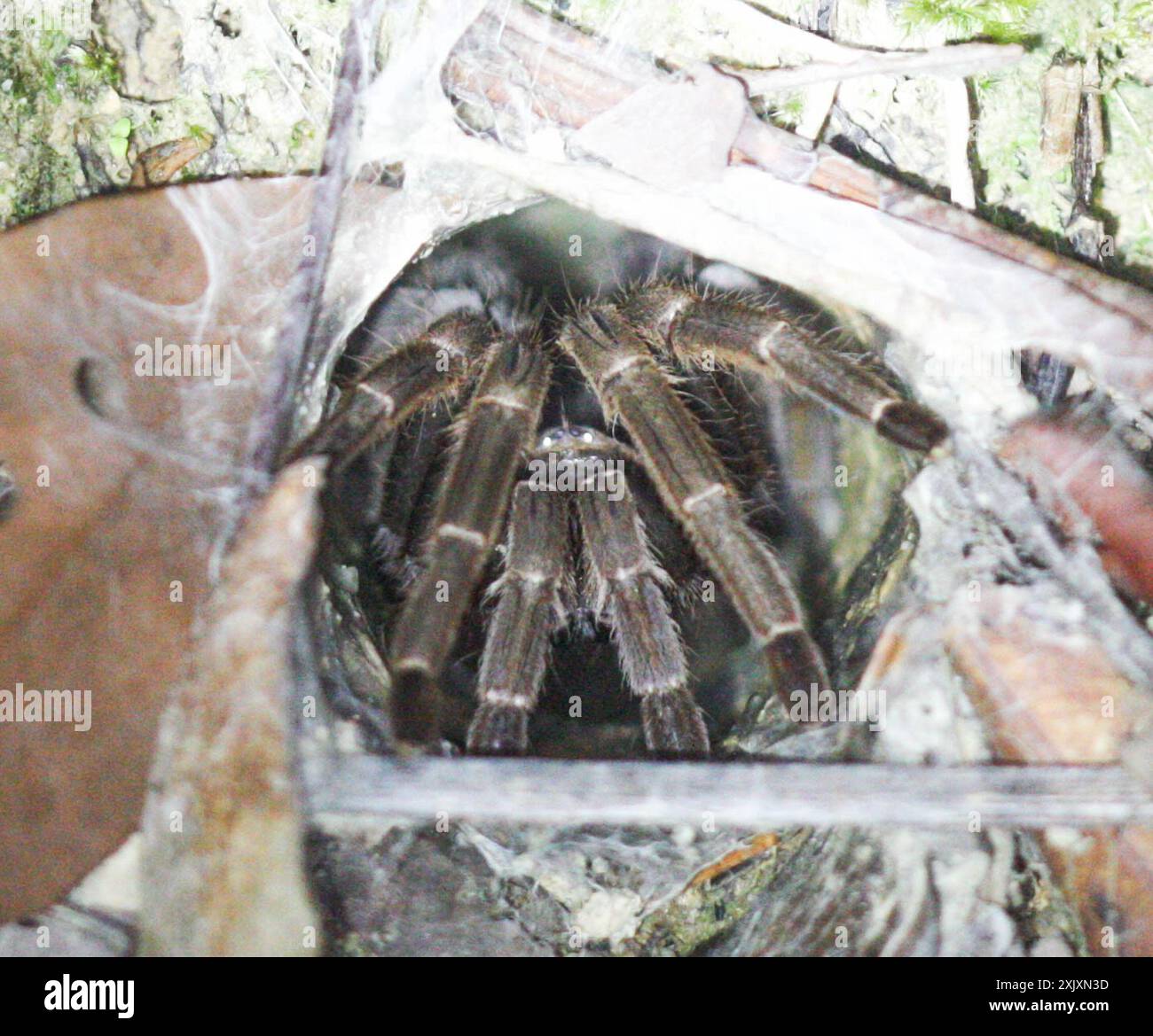 Asia-Pacific Tarantulas (Selenocosmiinae) Arachnida Stock Photo - Alamy