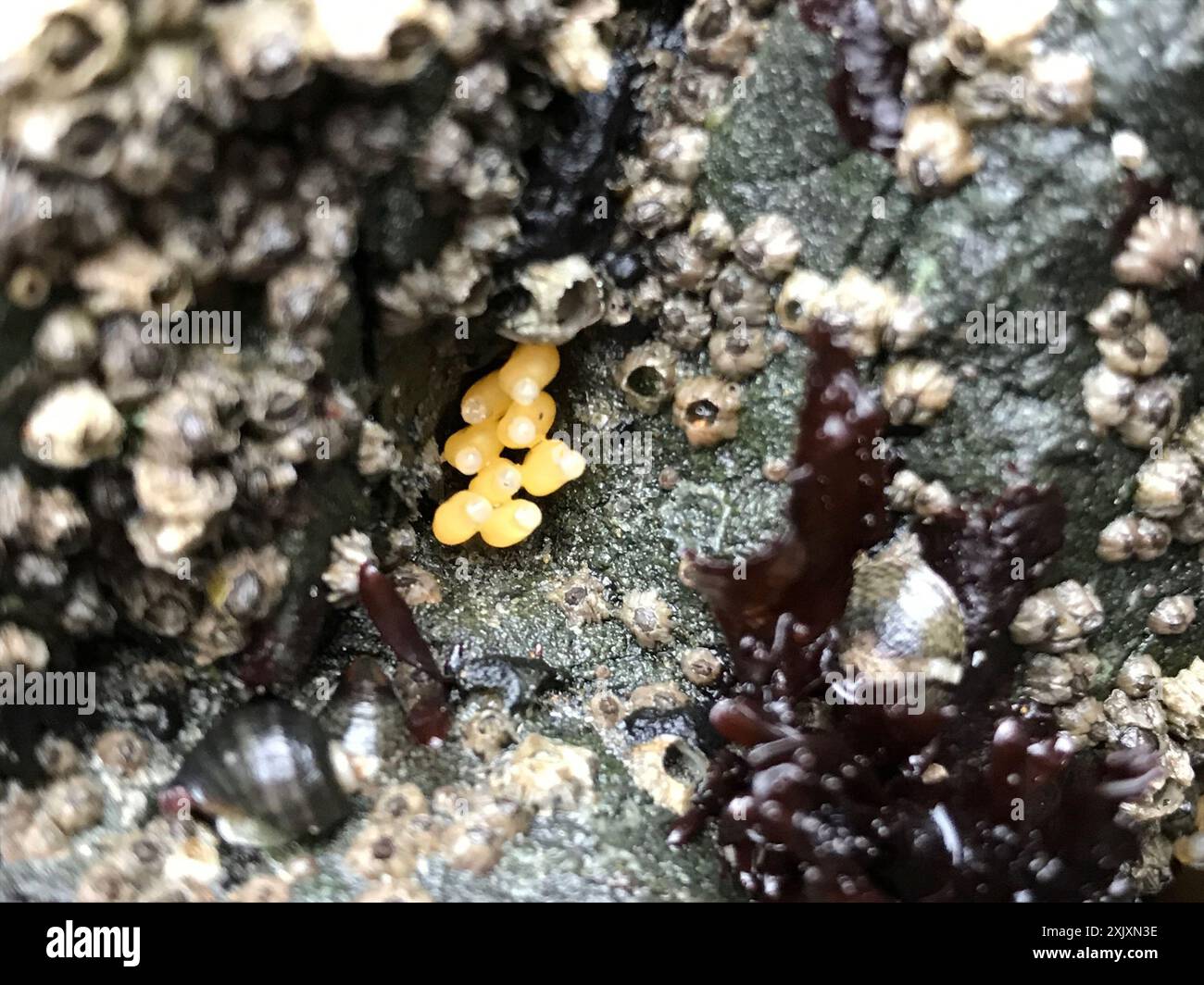 Murex Snails (Muricidae) Mollusca Stock Photo - Alamy