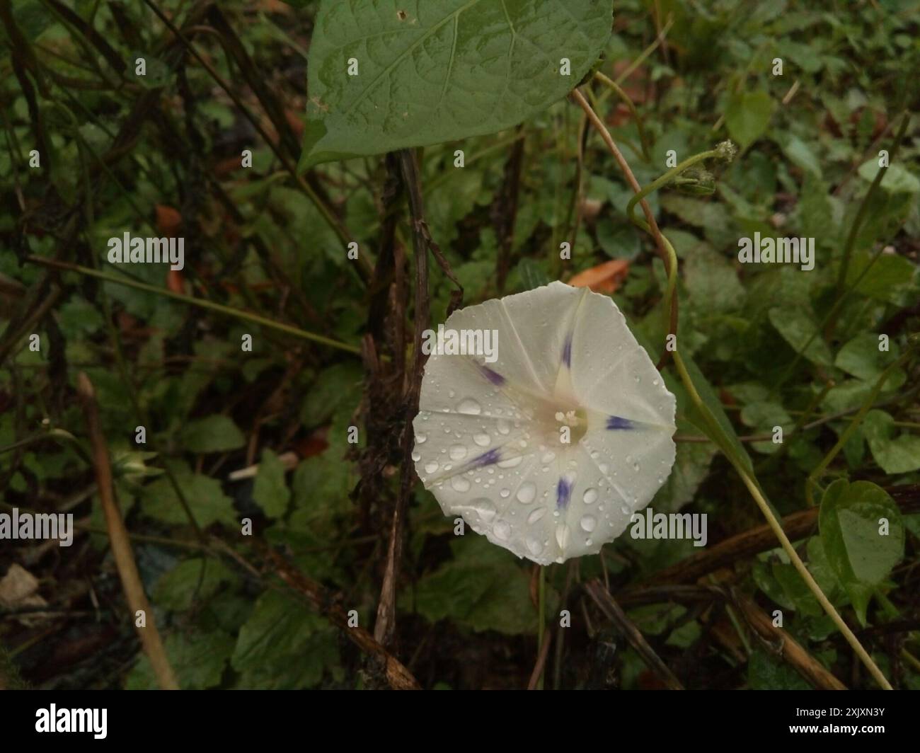 common morning-glory (Ipomoea purpurea) Plantae Stock Photo - Alamy