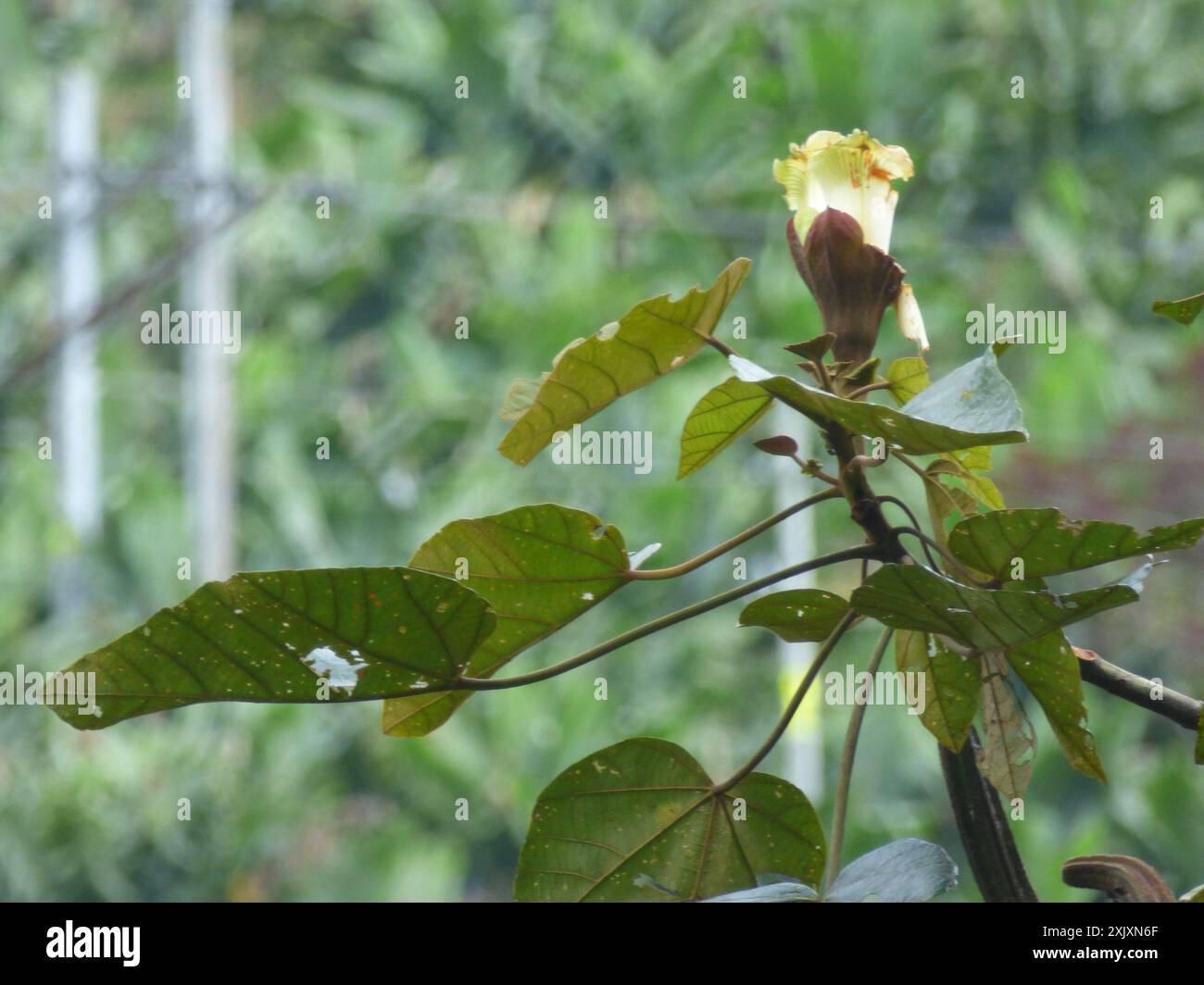 flowering plants (Angiospermae) Plantae Stock Photo - Alamy
