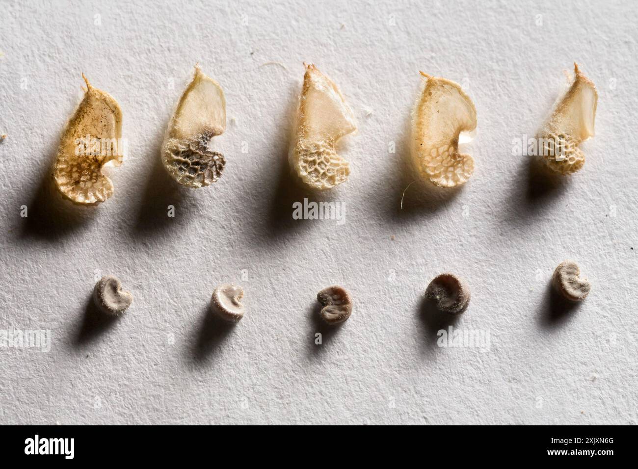 spear globemallow (Sphaeralcea hastulata) Plantae Stock Photo - Alamy