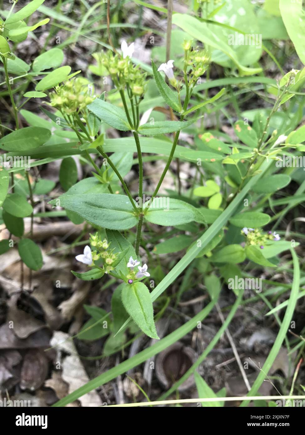 summer bluet (Houstonia purpurea) Plantae Stock Photo - Alamy