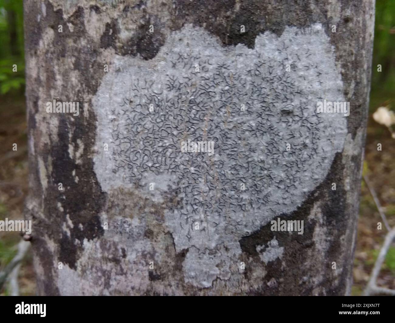Common Script Lichen (Graphis scripta) Fungi Stock Photo - Alamy