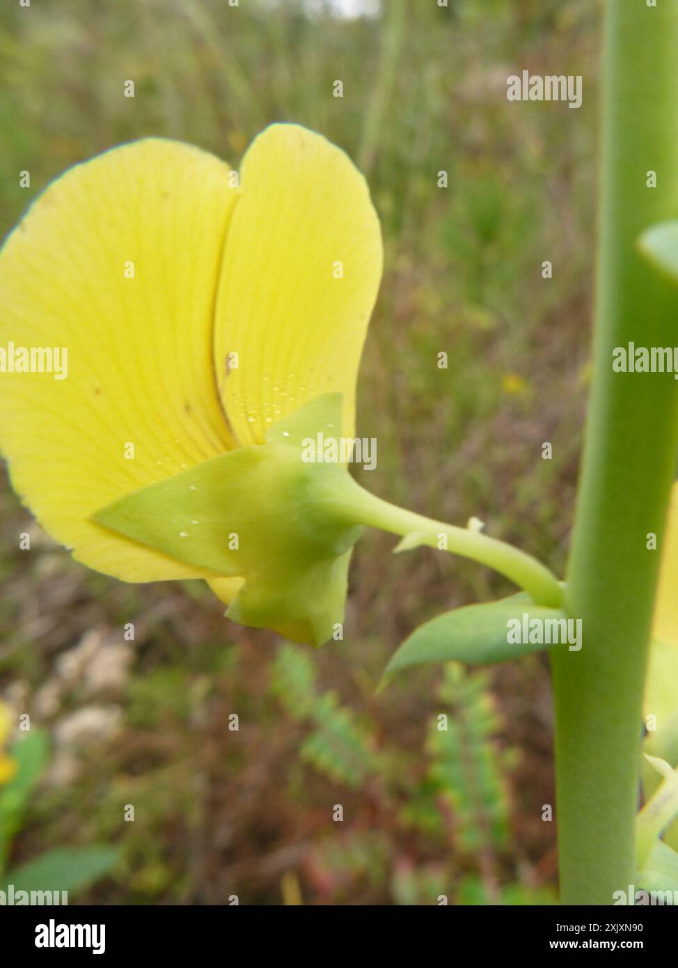 Showy Rattlebox (Crotalaria spectabilis) Plantae Stock Photo - Alamy