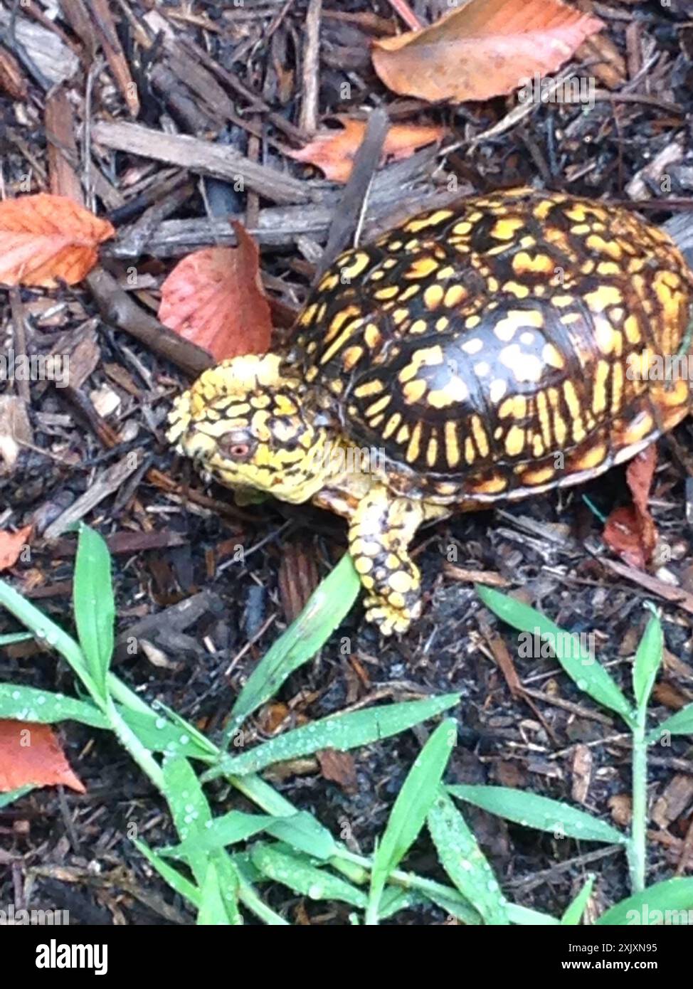 Common Box Turtle (Terrapene carolina) Reptilia Stock Photo - Alamy