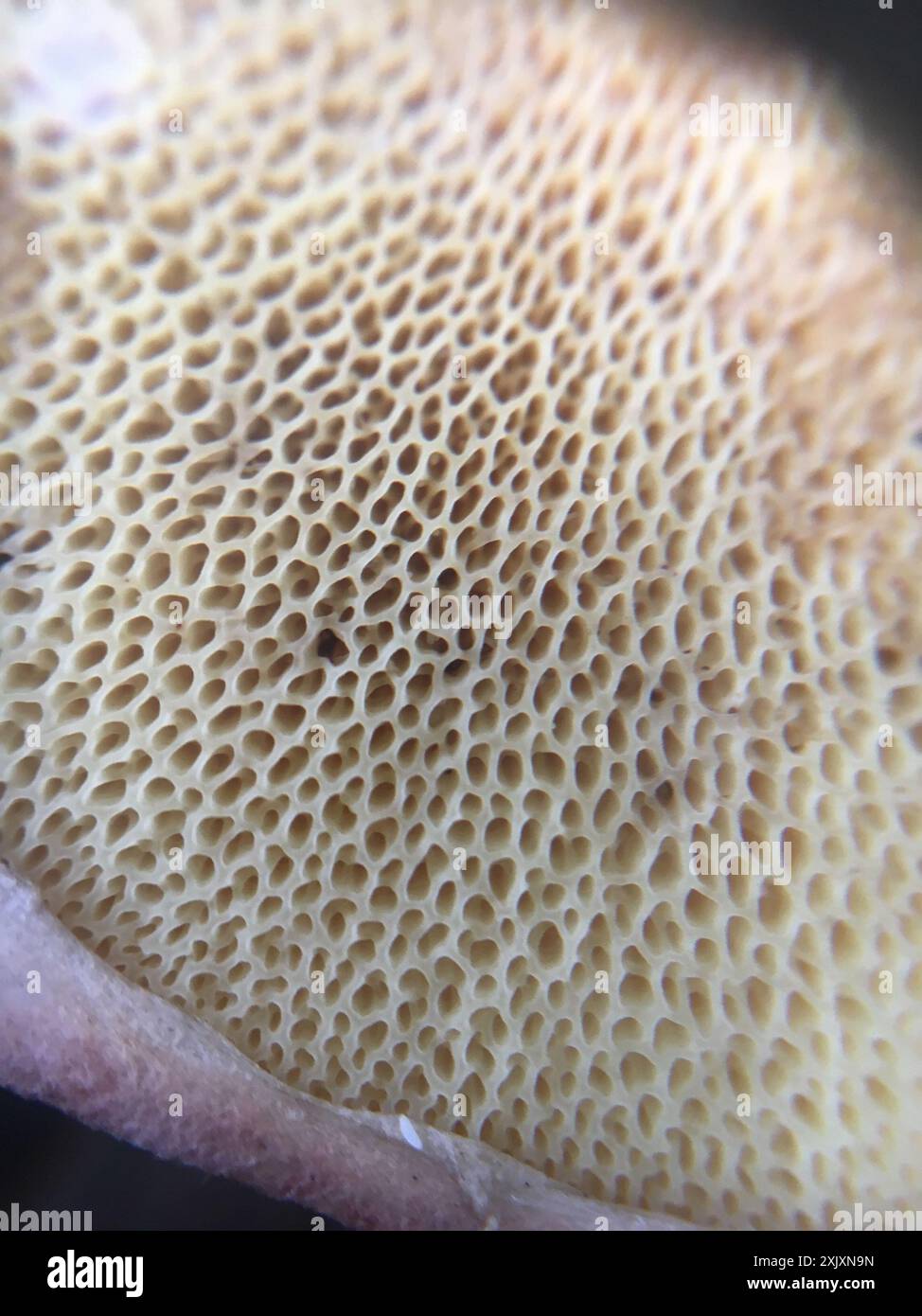 Painted Suillus (Suillus spraguei) Fungi Stock Photo - Alamy