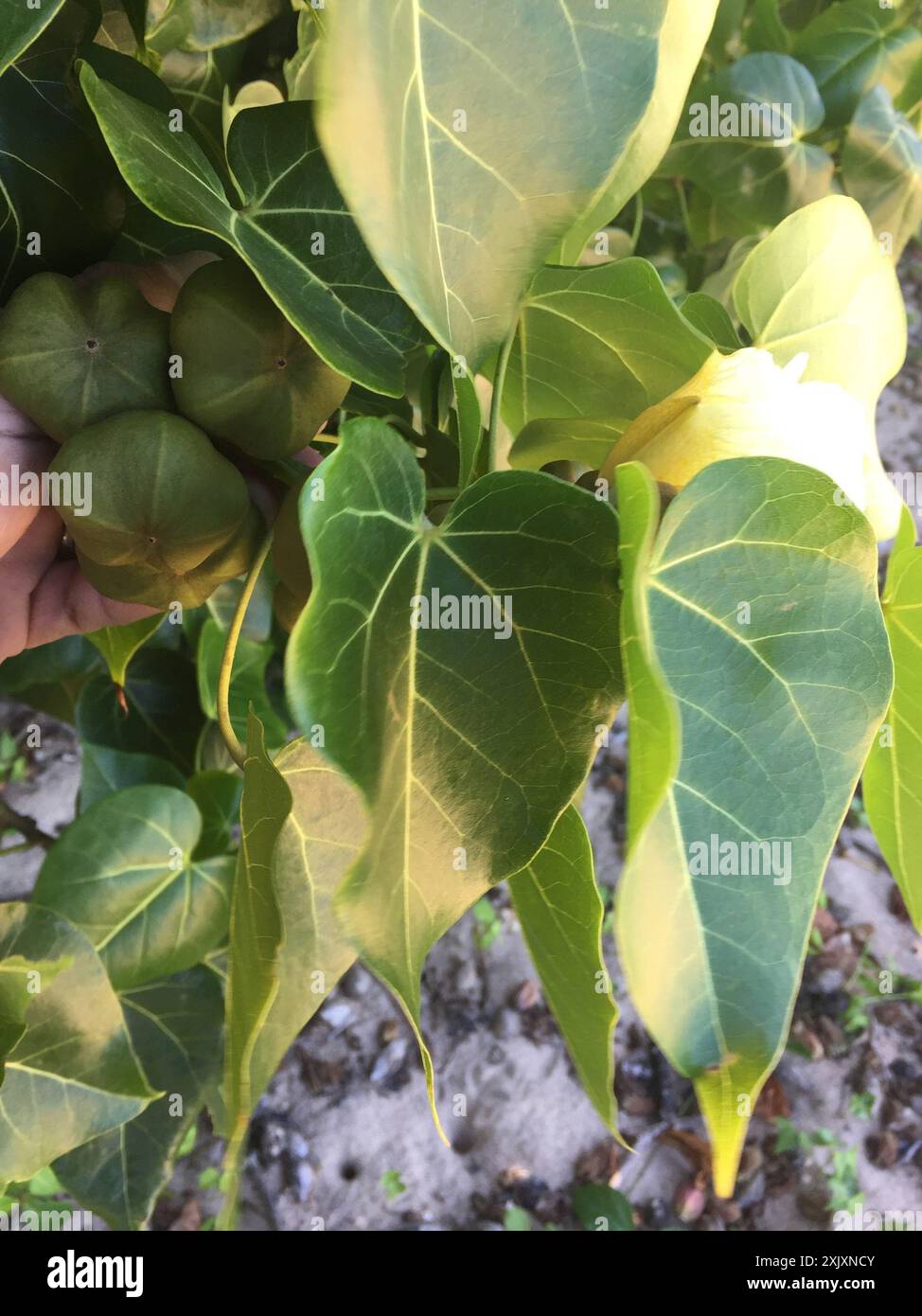 Portia tree (Thespesia populnea) Plantae Stock Photo - Alamy