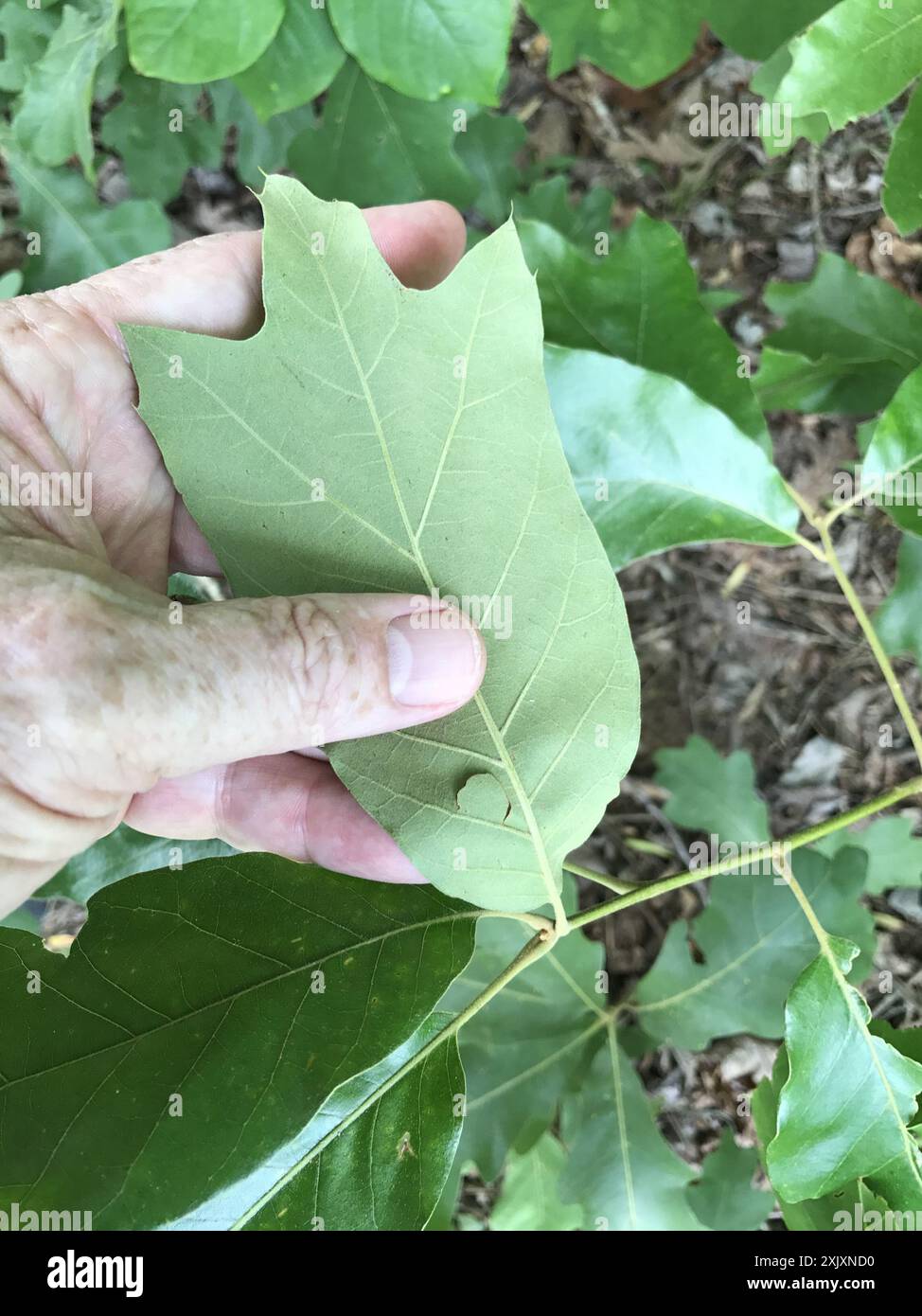 southern red oak (Quercus falcata) Plantae Stock Photo - Alamy