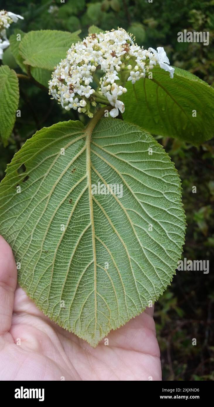 hobblebush (Viburnum lantanoides) Plantae Stock Photo - Alamy
