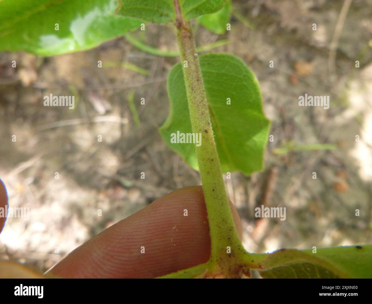 green comet milkweed (Asclepias viridiflora) Plantae Stock Photo - Alamy