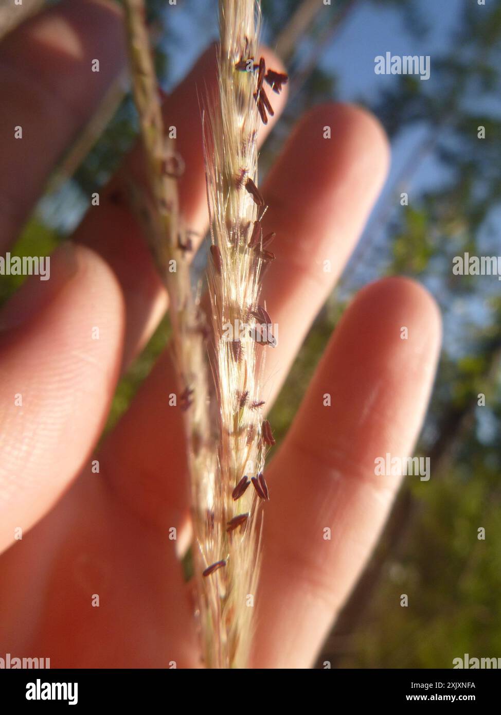 woolly beardgrass (Erianthus alopecuroides) Plantae Stock Photo - Alamy