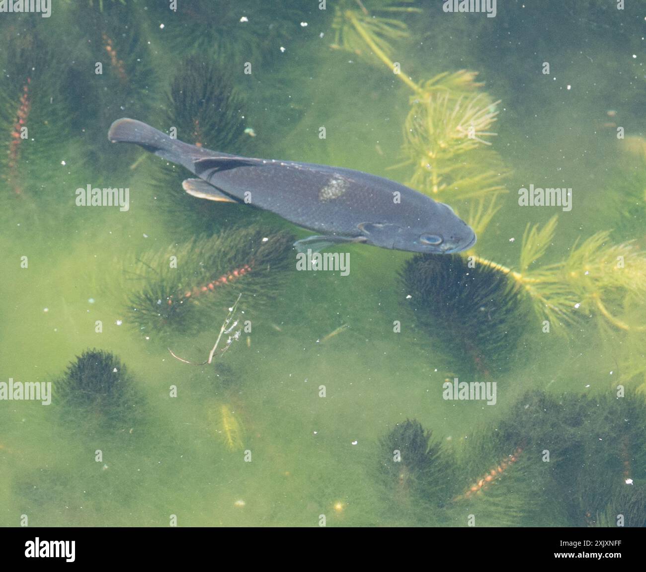 Green Sunfish (Lepomis cyanellus) Actinopterygii Stock Photo - Alamy