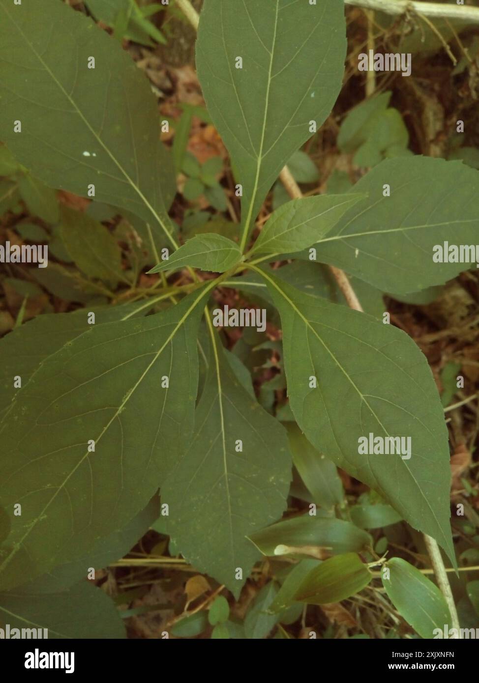 Yellow Crownbeard (Verbesina occidentalis) Plantae Stock Photo - Alamy